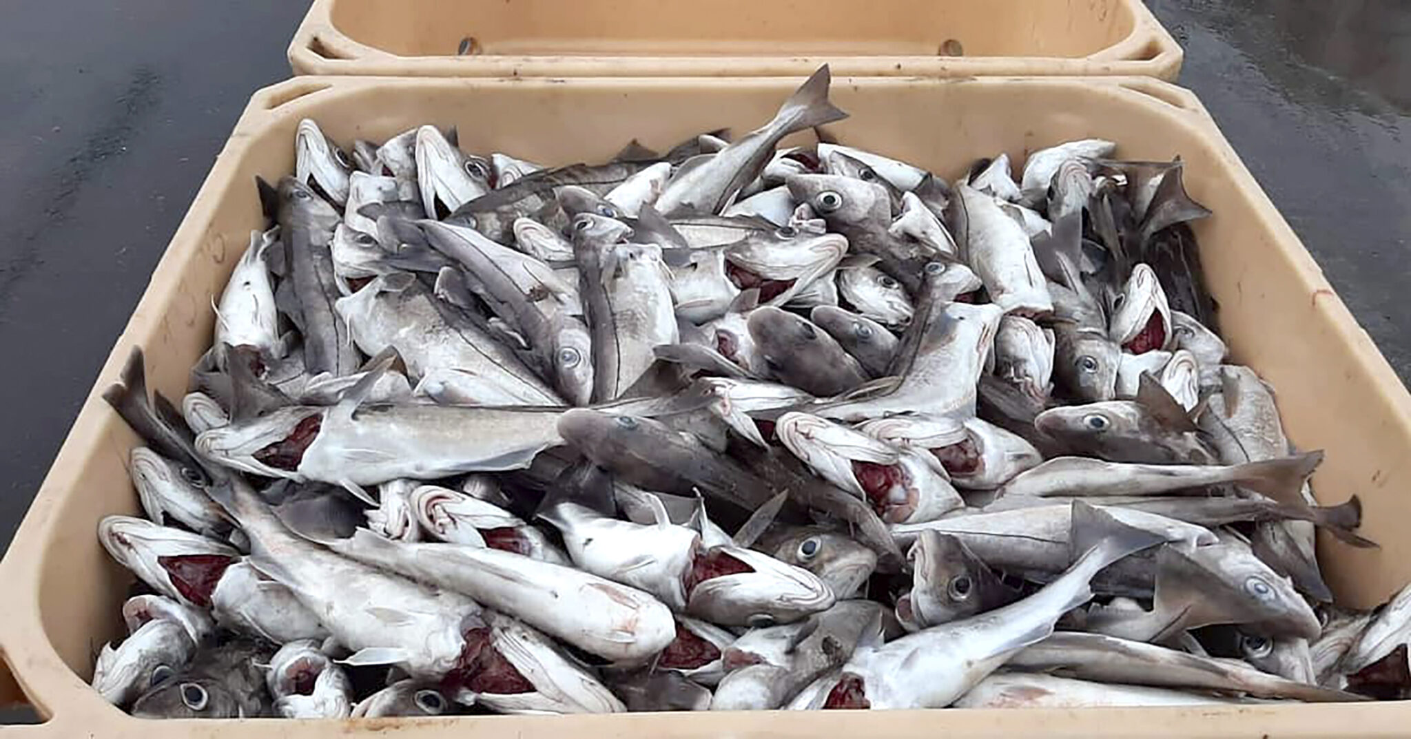 Fiskmarkaður Íslands hf. – Ísland – Atvinnuhættir og menning